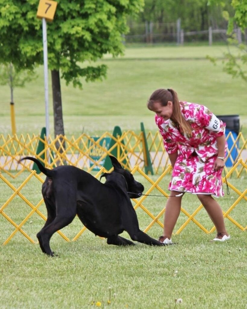 About Us - Dog Handling - Dog Show Training With Laura