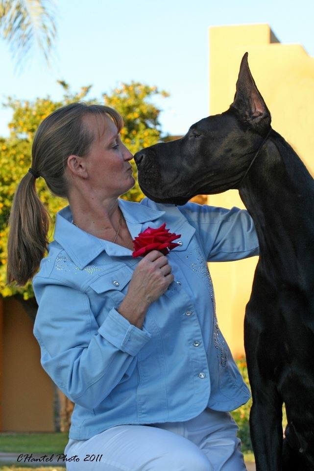 Training 3 - Training Videos - Dog Show Training With Laura