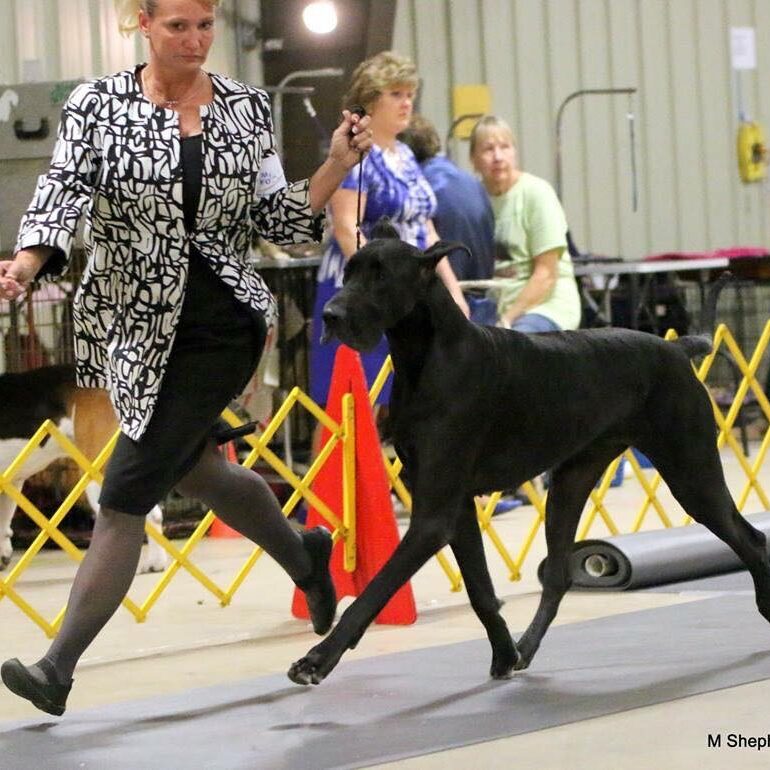 Training 2 - Dog Handling Videos - Dog Show Training With Laura